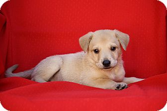 BYRON 8 wks. | Adopted Puppy | West Milford, NJ | Sheltie, Shetland ...