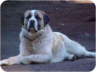 Chopper | Adopted Dog | Fowler, CA | St. Bernard/Great Pyrenees Mix