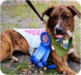 Lilly | Adopted Dog | Wasilla, AK | Husky/Rhodesian Ridgeback Mix