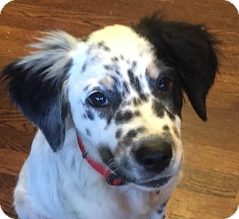 Pine Grove, PA - English Setter/Pointer Mix. Meet HUXLEY a Puppy for ...