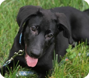 Weimaraner German Shepherd Mix Weimaraner Breed Profile: Things To
