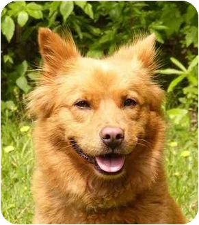 Mindy | Adopted Dog | Mocksville, NC | Finnish Spitz/Corgi Mix