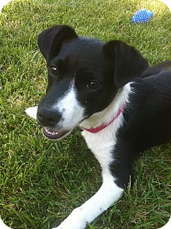 Jack Russell Border Collie Mix Size