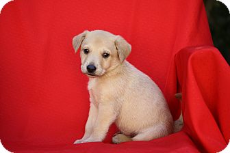 KEATS-pending | Adopted Puppy | West Milford, NJ | Sheltie, Shetland ...