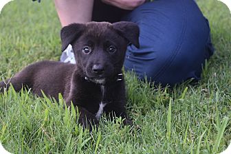 CHICAGO, IL - Labrador Retriever/Sheltie, Shetland Sheepdog Mix. Meet ...
