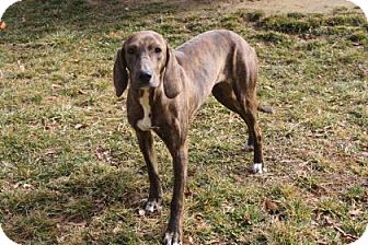Lincolnton, NC - Plott Hound/Treeing Walker Coonhound Mix. Meet Sugar a ...