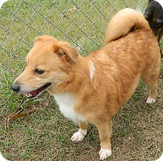 Jack Russell Pomeranian Mix