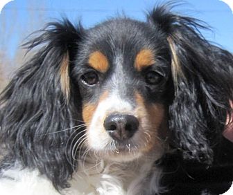 Cavalier Australian Shepherds