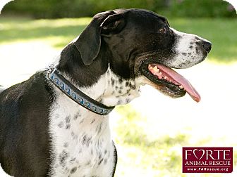 Marina del Rey, CA - English Pointer/Labrador Retriever Mix. Meet Dezi ...