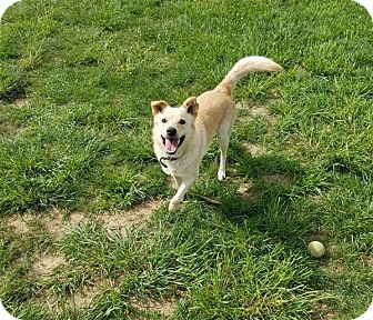 Elyria, OH - Sheltie, Shetland Sheepdog/Labrador Retriever Mix. Meet ...