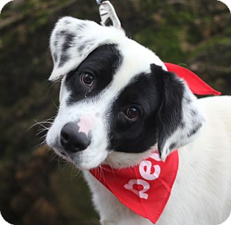 Dalton, GA - English Pointer/English Setter Mix. Meet Eddie a Dog for ...