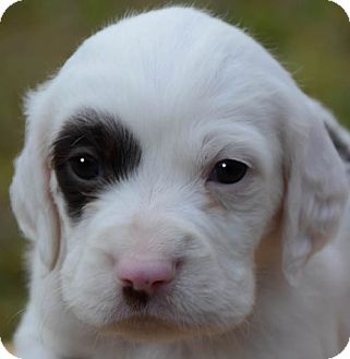 Patch | Adopted Puppy | Allentown, PA | Pointer/English Setter Mix