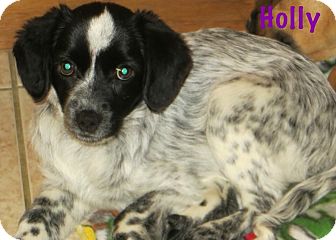 Fort Wayne, IN - English Springer Spaniel/Blue Heeler Mix. Meet Holly a ...
