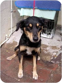 Chica | Adopted Dog | Albuquerque, NM | Cocker Spaniel/Doberman ...