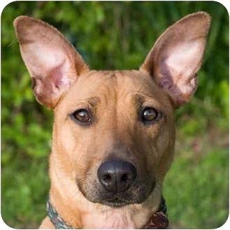 Pharaoh Hound Mix