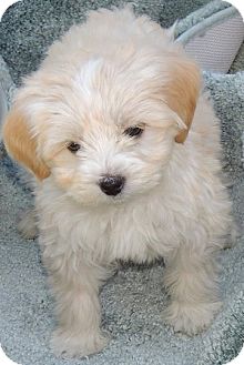 Snickers | Adopted Puppy | La Habra Heights, CA | Cockapoo/Maltese Mix