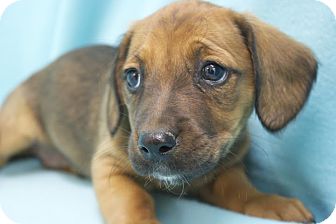 Dachshund Boxer Mix