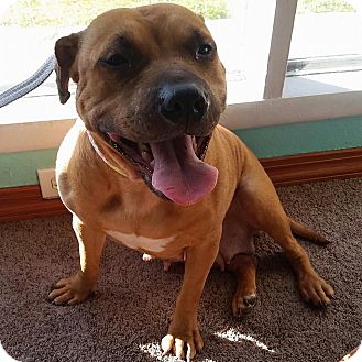 Warrenville, IL - American Pit Bull Terrier/Black Mouth Cur Mix. Meet ...