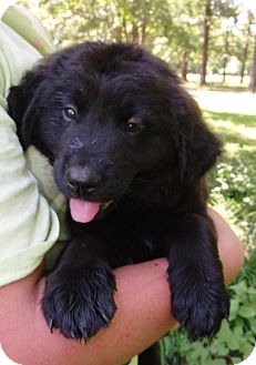 Newfoundland Golden Retriever Mix