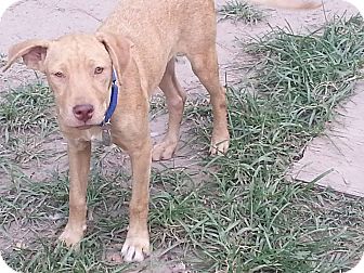 Mountain Feist Mix Litter | Adopted Puppy | Hampton, VA | Feist Mix