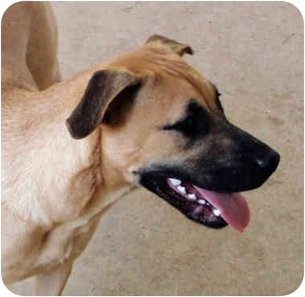 Belgian Malinois Boxer Mix