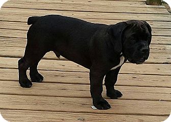 Cocker Spaniel Bulldog Mix