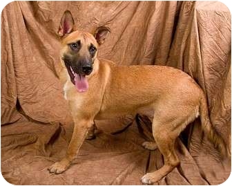 HOGGY BUSCH | Adopted Dog | Anna, IL | Belgian Malinois/Labrador ...