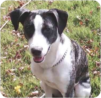 Sascha | Adopted Puppy | Portland, ME | Blue Heeler/Whippet Mix