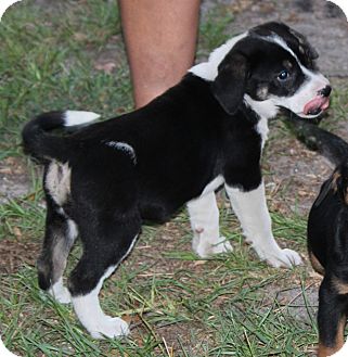 BETSI | Adopted Puppy | Largo, FL | American Bulldog/Border Collie Mix