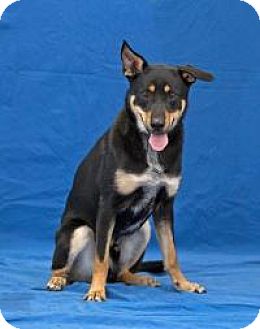 House Springs, MO - Labrador Retriever/Sheltie, Shetland Sheepdog Mix ...