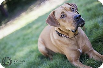 Lilah (foster) | Adopted Dog | Portland, OR | Rhodesian Ridgeback ...