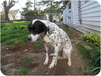 Dalmatian Pointer Mix