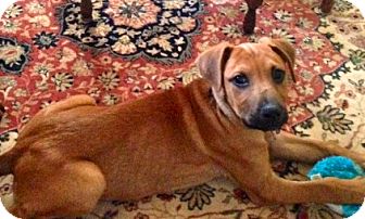 LUCA | Adopted Puppy | Media, PA | Rhodesian Ridgeback/Labrador ...
