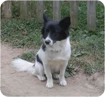 Happy Dog | Adopted Dog | Earleville, MD | Corgi/Papillon Mix