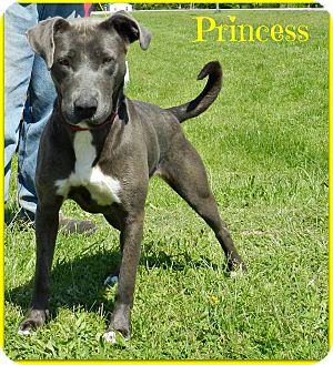 Lawrenceburg, TN - Weimaraner/Doberman Pinscher Mix. Meet Princess a ...