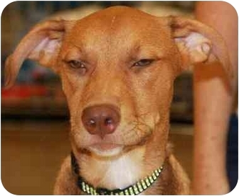 Vizsla Ridgeback Mix