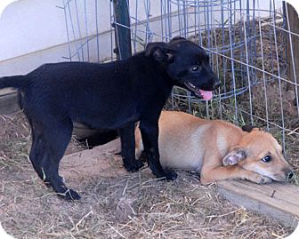 Dorsey's Shelties | Adopted Puppy | Corinth, NY | Sheltie, Shetland ...