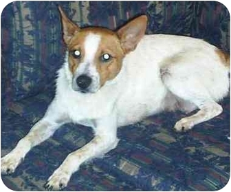Jack russell feist puppies for sale - vtqery