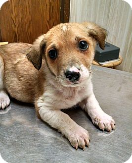 Aurora, IL - Sheltie, Shetland Sheepdog/Labrador Retriever Mix. Meet ...