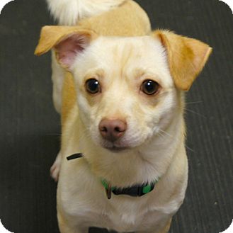 Chino | Adopted Dog | East Hartford, CT | Chihuahua/Lhasa Apso Mix