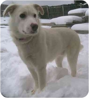 Nate | Adopted Dog | Latrobe, PA | Sheltie, Shetland Sheepdog/Labrador ...