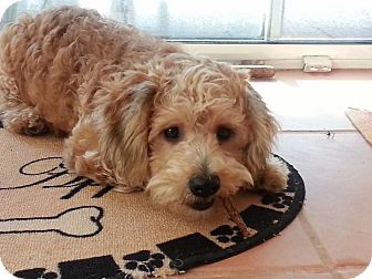 Cockapoo/Poodle (Toy or Tea Cup) Mix Puppy for adoption in San Diego ...