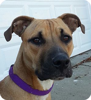 Pancake | Adopted Dog | 1429 | Lisbon, OH | Boxer/Belgian Malinois Mix