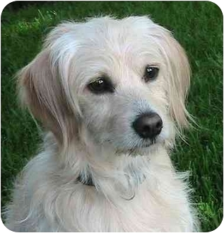 Cocker Spaniel Terrier Mix