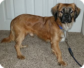 Cocker Spaniel/Pekingese Mix Puppy for adoption in Fowlerville ...