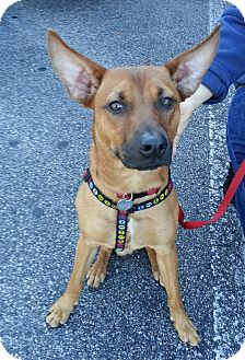 American Dingo German Shepherd Mix