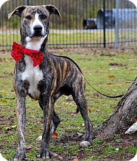 Iggy | Adopted Puppy | Baton Rouge, LA | Whippet/Catahoula Leopard Dog Mix