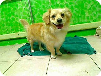 Corgi Cocker Spaniel Mix