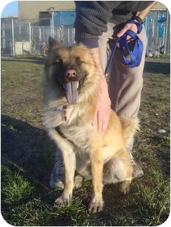 Harley | Adopted Dog | Freeport, NY | Chow Chow/Belgian Malinois Mix