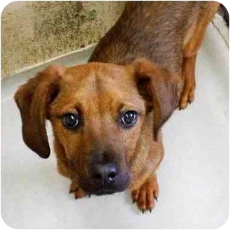 Stoli | Adopted Dog | Roosevelt, NJ | Beagle/Irish Setter Mix